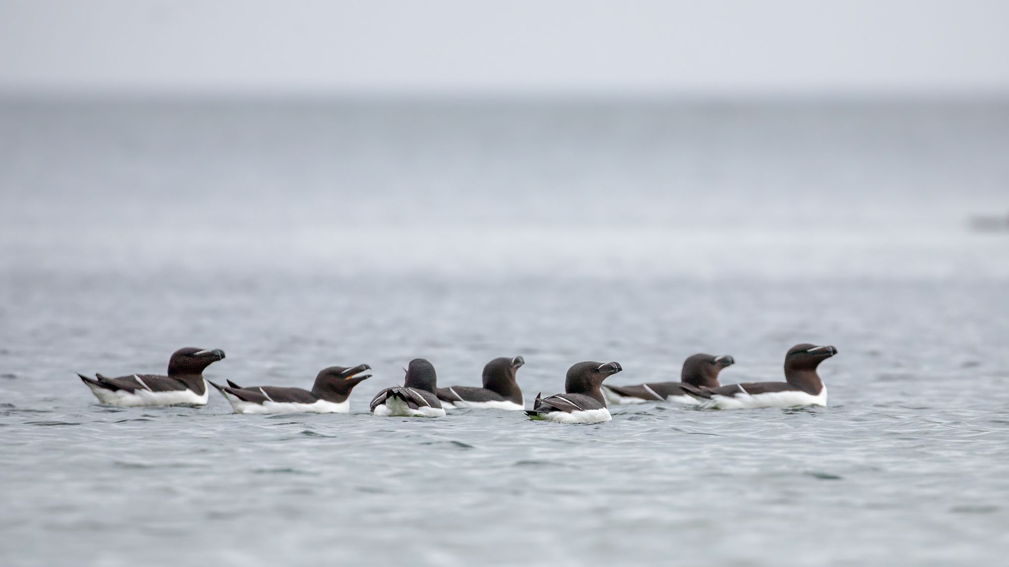 Fågel-AW med presentation och fågel-quiz - Gotlands officiella ...